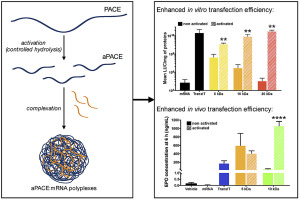 A "top-down" approach to actuate poly(amine-co-ester) terpolymers for potent and safe mRNA ...