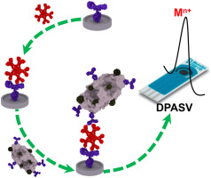 电化学免疫法检测IgM抗体，使用负载PbS量子点的聚多巴胺颗粒作为标记,Biosensors and Bioelectronics - X-MOL