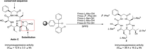 植物环肽Astin C类似物的设计与合成及其免疫抑制活性的研究,Bioorganic & Medicinal Chemistry ...