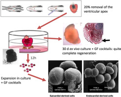 The face of epicardial and endocardial derived cells in zebrafish,Experimental Cell Research - X-MOL