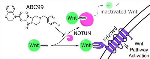 Selective Irreversible Inhibitors of the Wnt-Deacylating Enzyme NOTUM ...