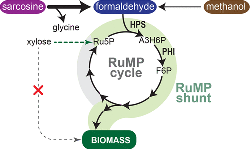 核糖一磷酸分流器提供了 大肠杆菌 生长所需的几乎所有生物量和能量 ,ACS Synthetic Biology - X-MOL