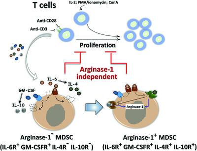Arginase‐1 is neither constitutively expressed in nor required for myeloid‐derived suppressor ...