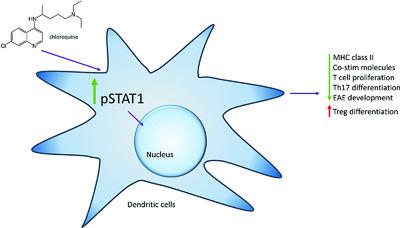 Chloroquine‐treated dendritic cells require STAT1 signaling for their ...