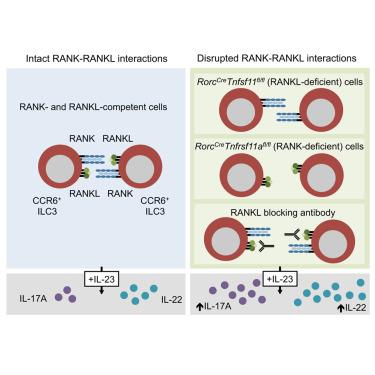 The Tumor Necrosis Factor Superfamily Member RANKL Suppresses Effector ...