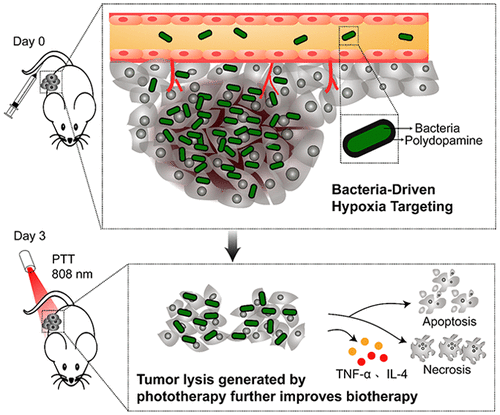 Bacteria-Driven Hypoxia Targeting for Combined Biotherapy and ...