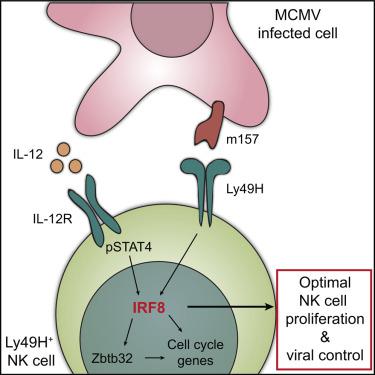Transcription Factor IRF8 Orchestrates the Adaptive Natural Killer Cell ...