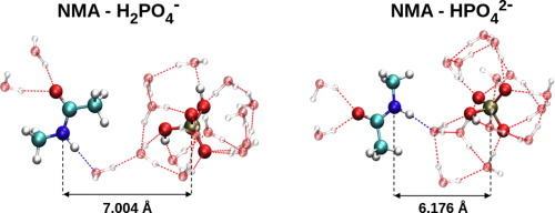 Aqueous solutions of NMA, Na2HPO4, and NaH2PO4 as models for ...