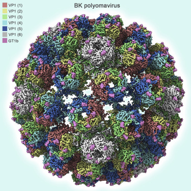 The Structure of an Infectious Human Polyomavirus and Its Interactions ...