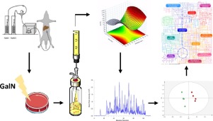 通过 HS-SPME/GC-MS 分析细胞外代谢组：在评估半乳糖胺诱导的肝毒性的初步研究中的优化和应用,Toxicology Letters - X-MOL