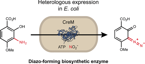 Discovery of a Diazo-Forming Enzyme in Cremeomycin Biosynthesis,The ...