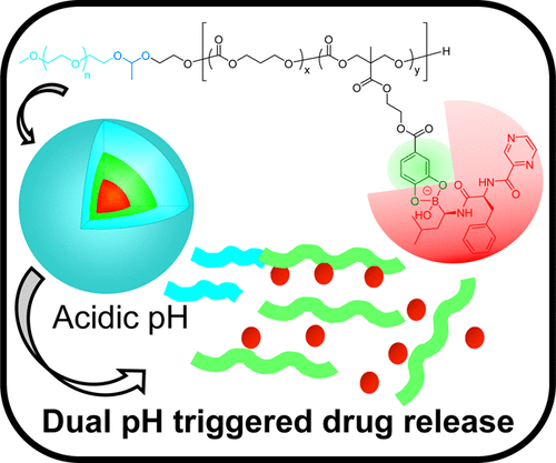 Dual pH-Responsive Shell-Cleavable Polycarbonate Micellar Nanoparticles ...