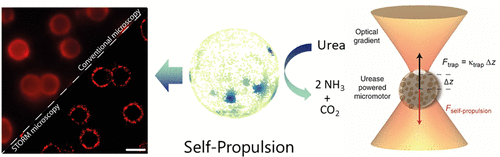 Influence of enzyme quantity and distribution on the self-propulsion of ...