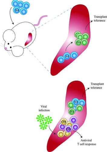 Tr1细胞免疫疗法可通过从头诱导Tr1细胞诱导小鼠促进移植耐受，并且在急性病毒感染期间是安全有效的,European Journal of ...
