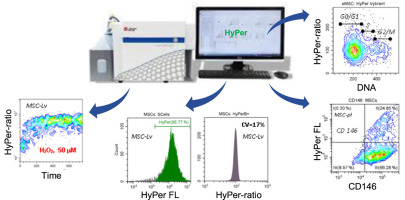 基于流式细胞仪基于HyPer的过氧化氢检测,Free Radical Biology and Medicine - X-MOL