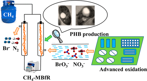 Bromate and Nitrate Bioreduction Coupled with Poly-β-hydroxybutyrate ...