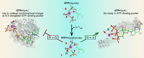 原生和非原生阳离子如何结合和调节GTP / ATP的特性,Journal of Chemical Theory and Computation - X-MOL