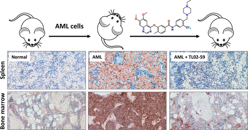 Selective Inhibition of the Myeloid Src-Family Kinase Fgr Potently ...