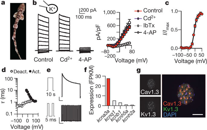 Molecular tuning of electroreception in sharks and skates,Nature - X-MOL