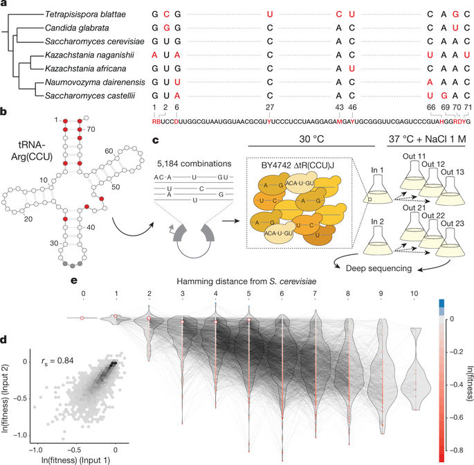Pairwise and higher-order genetic interactions during the evolution of ...