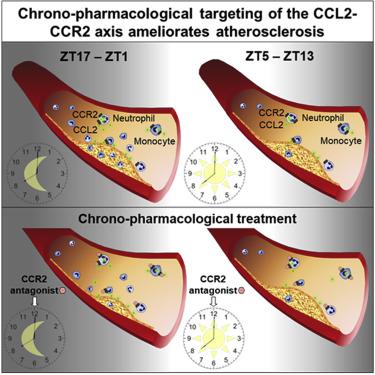 CCL2-CCR2轴的慢性药理靶向可以减轻动脉粥样硬化。,Cell Metabolism - X-MOL