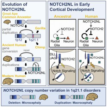 Human-Specific NOTCH2NL Genes Affect Notch Signaling and Cortical ...
