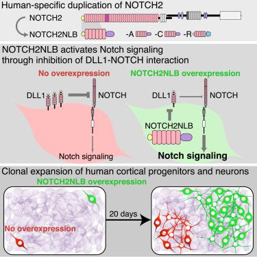 Human-Specific NOTCH2NL Genes Expand Cortical Neurogenesis through ...