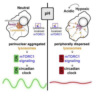 Acid Suspends the Circadian Clock in Hypoxia through Inhibition of mTOR ...