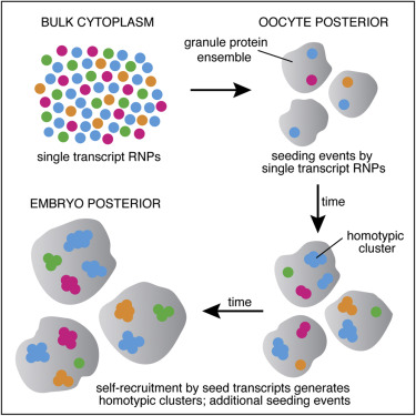 Stochastic Seeding Coupled with mRNA Self-Recruitment Generates ...