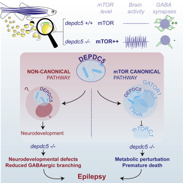 DEPDC5在调节GABA能网络发育中的非经典mTOR独立作用。,Current Biology - X-MOL