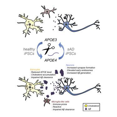 APOE4 Causes Widespread Molecular and Cellular Alterations Associated with Alzheimer's Disease ...