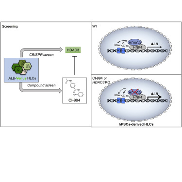 Genetic and Chemical Screenings Identify HDAC3 as a Key Regulator in ...