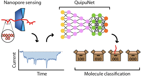 QuipuNet：用于单分子纳米孔传感的卷积神经网络。,Nano Letters - X-MOL