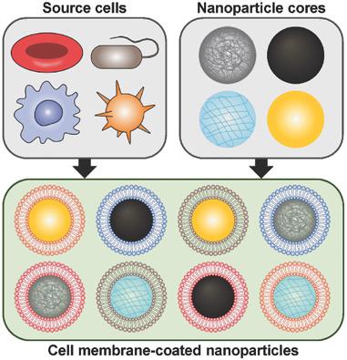 Cell Membrane Coating Nanotechnology,Advanced Materials - X-MOL