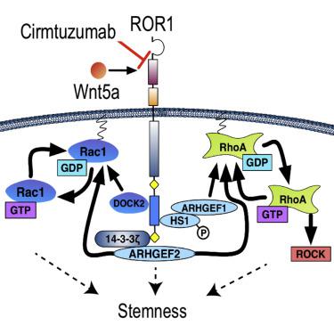 Phase I Trial: Cirmtuzumab Inhibits ROR1 Signaling and Stemness ...