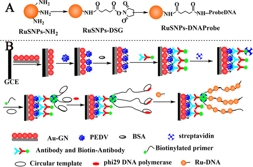 Versatile Electrochemiluminescence Assays for PEDV Antibody Based on ...