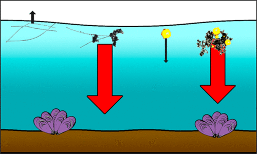 海洋降雪在微塑性命运和生物利用度中的作用,Environmental Science & Technology - X-MOL