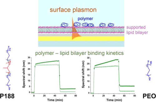 PEO–PPO–PEO三嵌段共聚物和PEO均聚物与支持的脂质双层结合的表面等离子体共振研究,Langmuir - X-MOL