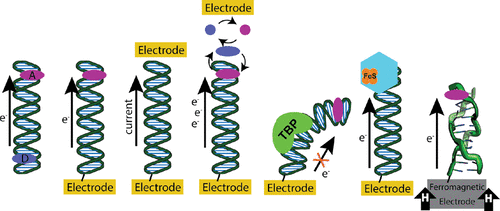 Sensing DNA through DNA Charge Transport,ACS Chemical Biology - X-MOL