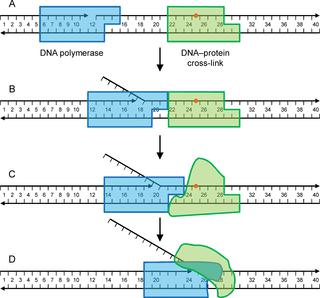 Variable termination sites of DNA polymerases encountering a DNA ...