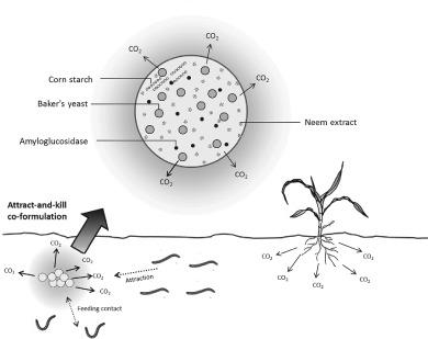 Development of an attract‐and‐kill co‐formulation containing ...