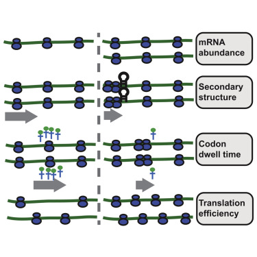Scikit-ribo Enables Accurate Estimation and Robust Modeling of Translation Dynamics at Codon ...