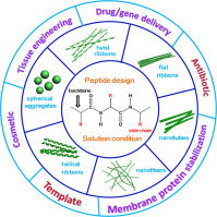 Rational design and self-assembly of short amphiphilic peptides and ...
