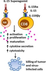 Immunobiology of the IL-15/IL-15Rα complex as an antitumor and antiviral agent,Cytokine & Growth ...