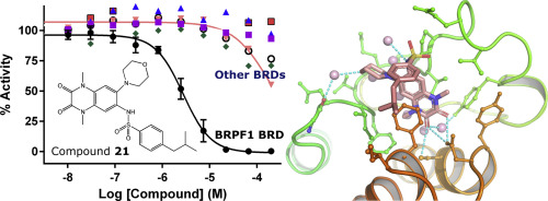 Structure-based discovery of selective BRPF1 bromodomain inhibitors ...