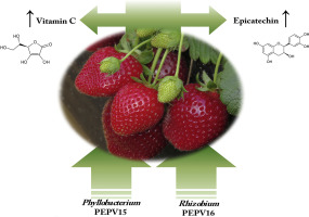 根瘤菌 和 Phyllobacterium 细菌接种剂增加的生物活性化合物和草莓的质量在现场条件下培养,Food Research ...