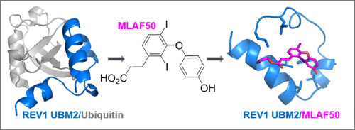 Structures of REV1 UBM2 Domain Complex with Ubiquitin and with a Small ...