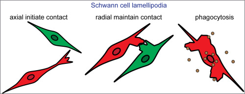 Schwann cell lamellipodia regulate cell-cell interactions and ...
