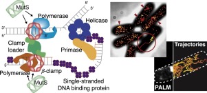 Visualizing bacterial DNA replication and repair with molecular ...