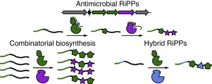 RiPP antibiotics: biosynthesis and engineering potential,Current ...